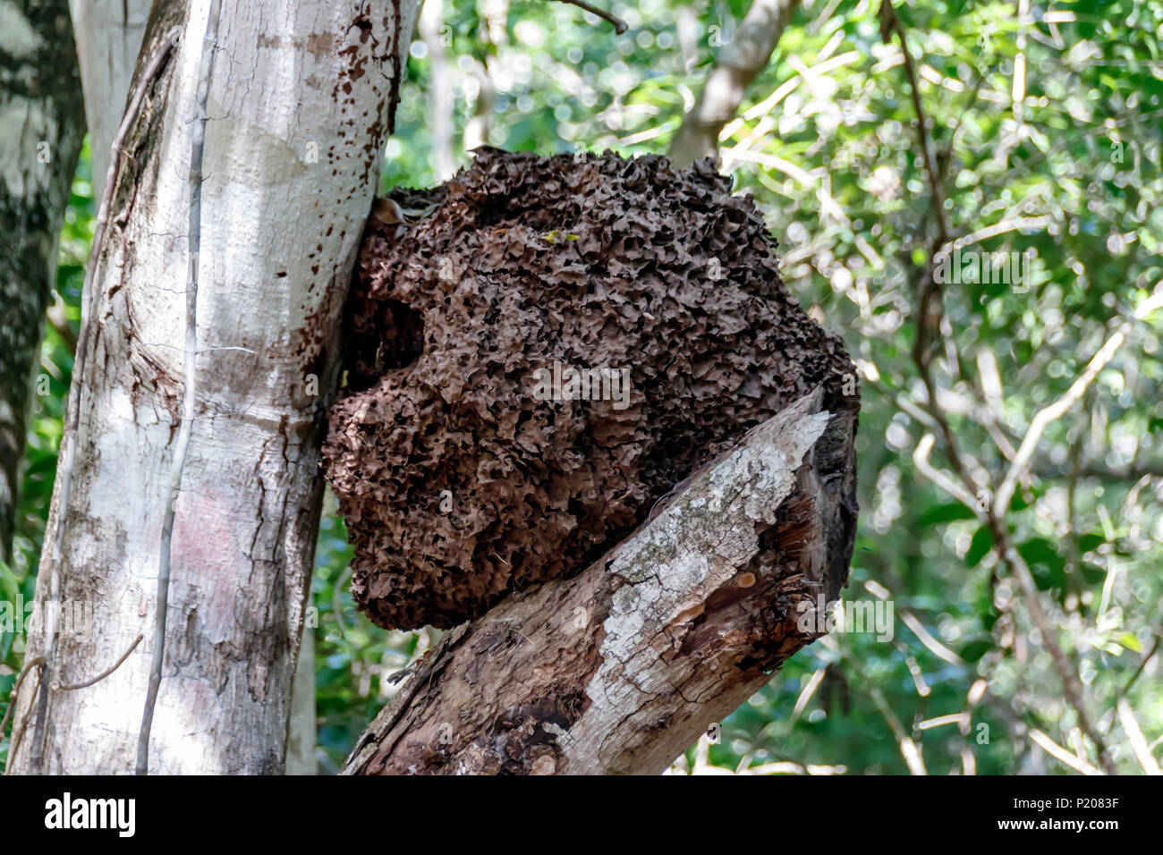 A hive of wild Mexican bees Stock Photo - Alamy