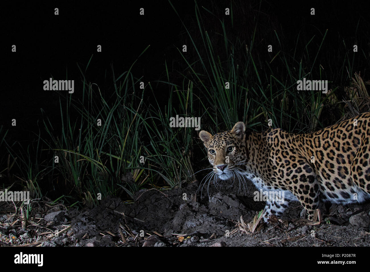 A leopard on a camera trap in Satpura National Park Stock Photo - Alamy