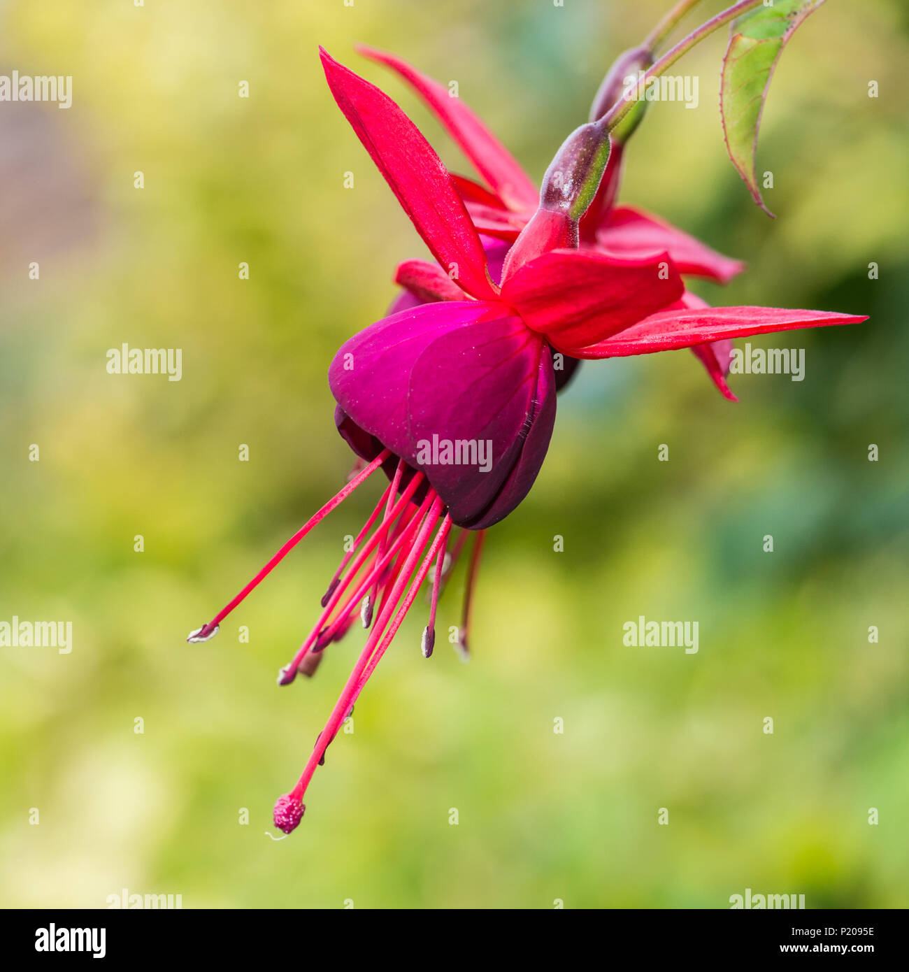 Fuchsia bloom hi-res stock photography and images - Alamy