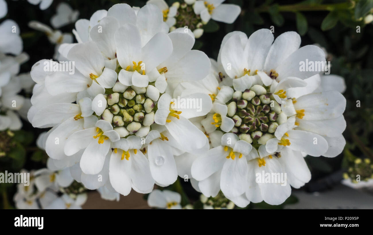 White candytuft hi-res stock photography and images - Alamy
