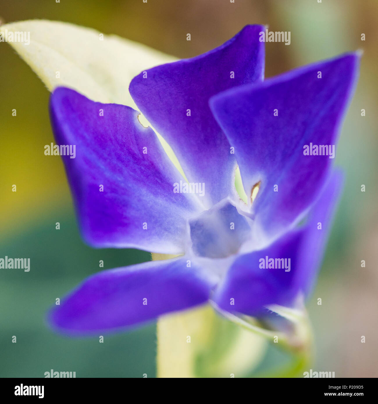 Deep periwinkle hi-res stock photography and images - Alamy