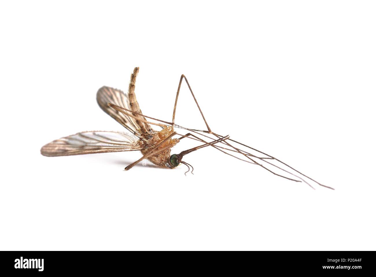 Mosquito dead on white surface Stock Photo - Alamy