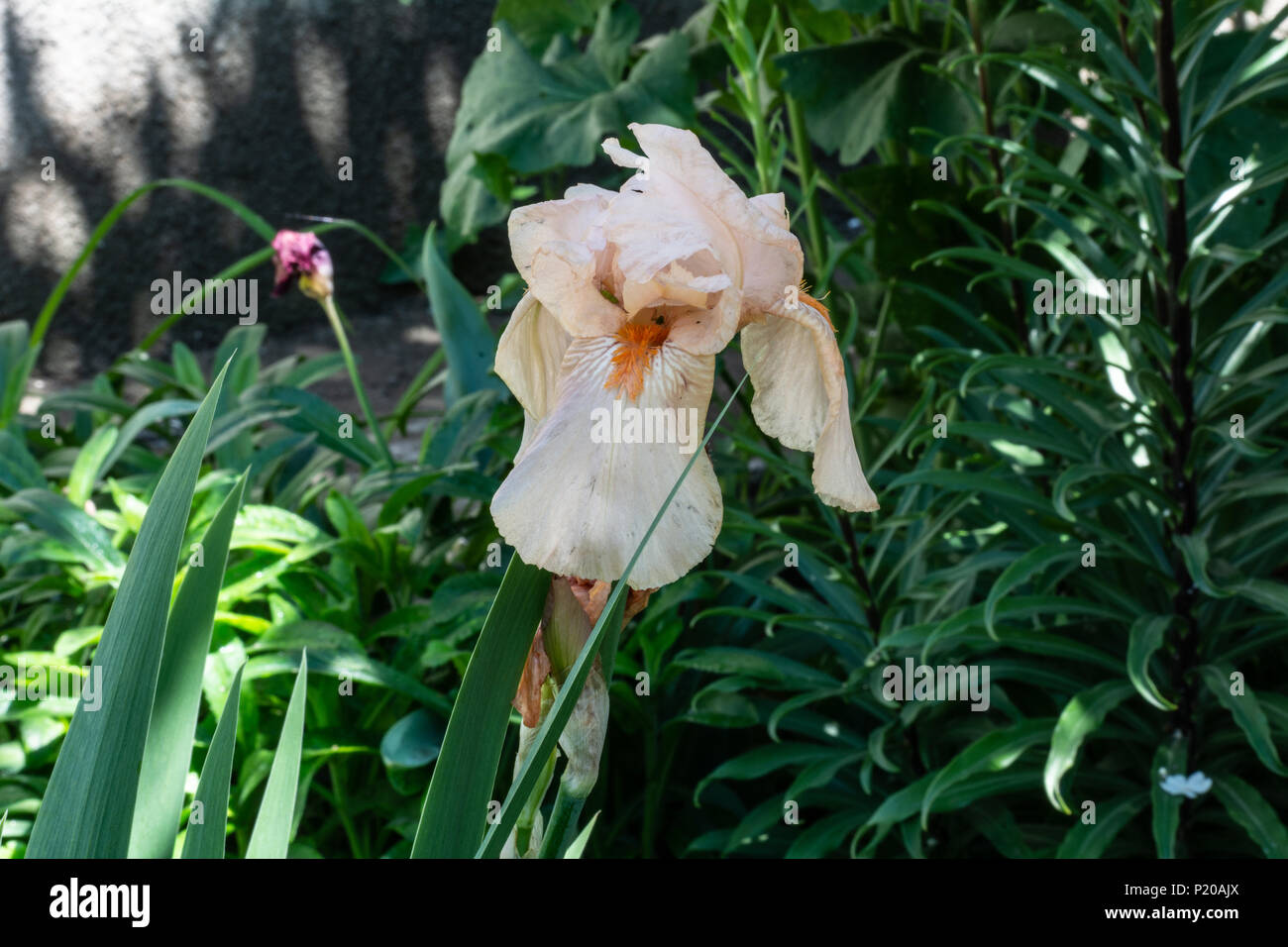 A flower of beige iris in a summer garden Stock Photo - Alamy