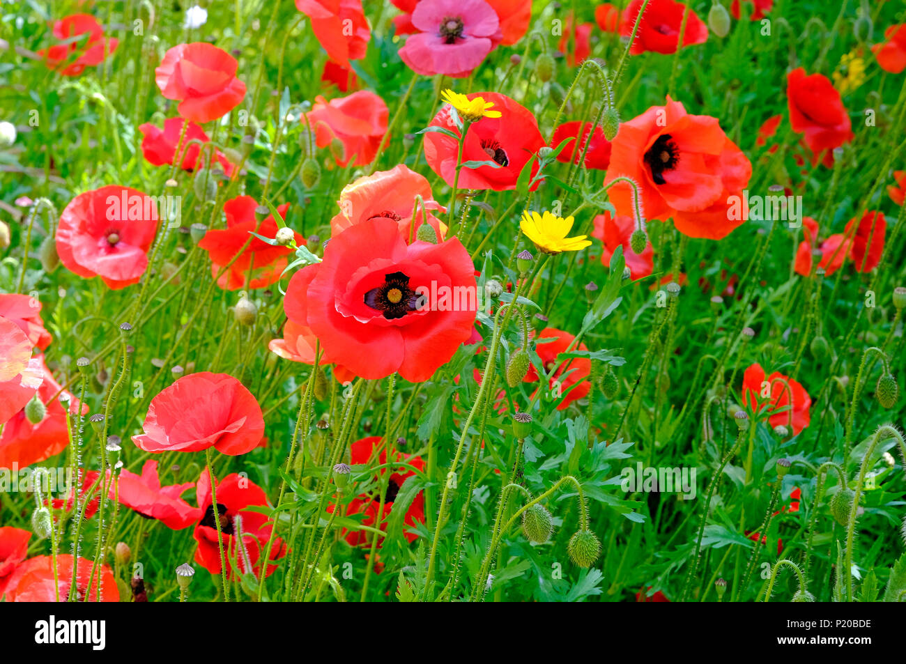 English field of poppies hi-res stock photography and images - Alamy