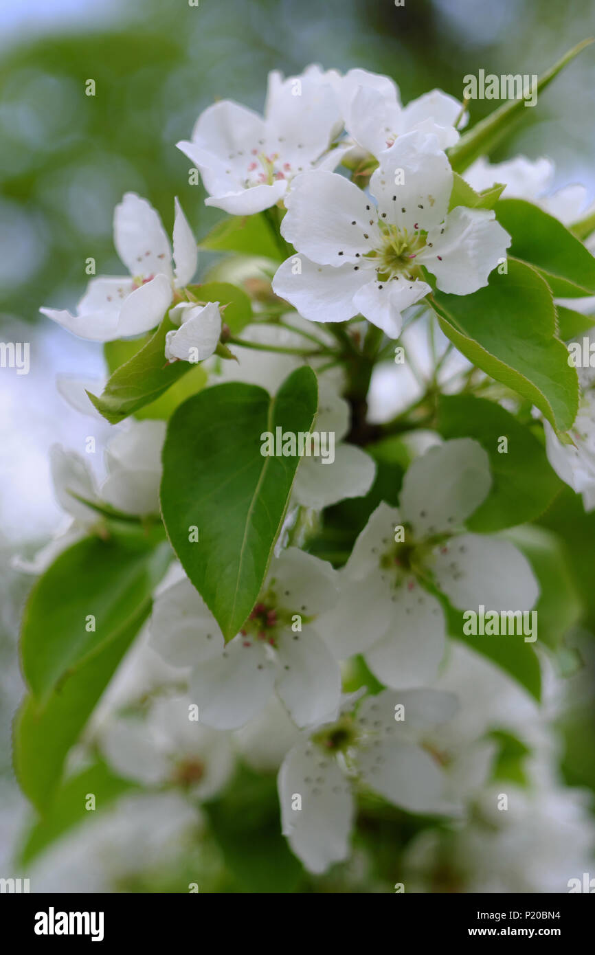 Thick apple blossoms hi-res stock photography and images - Alamy