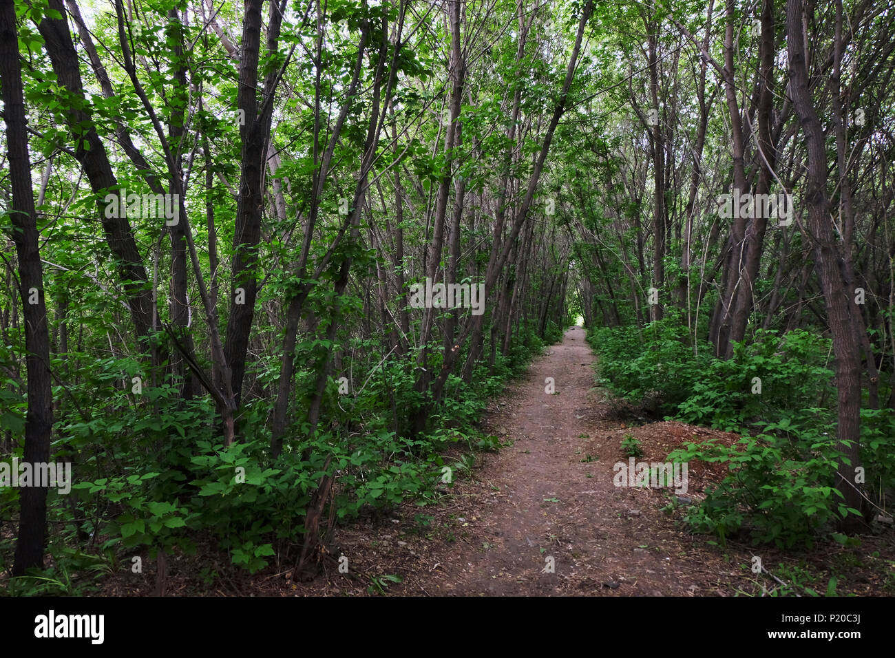 Forest path among trees hi-res stock photography and images - Alamy