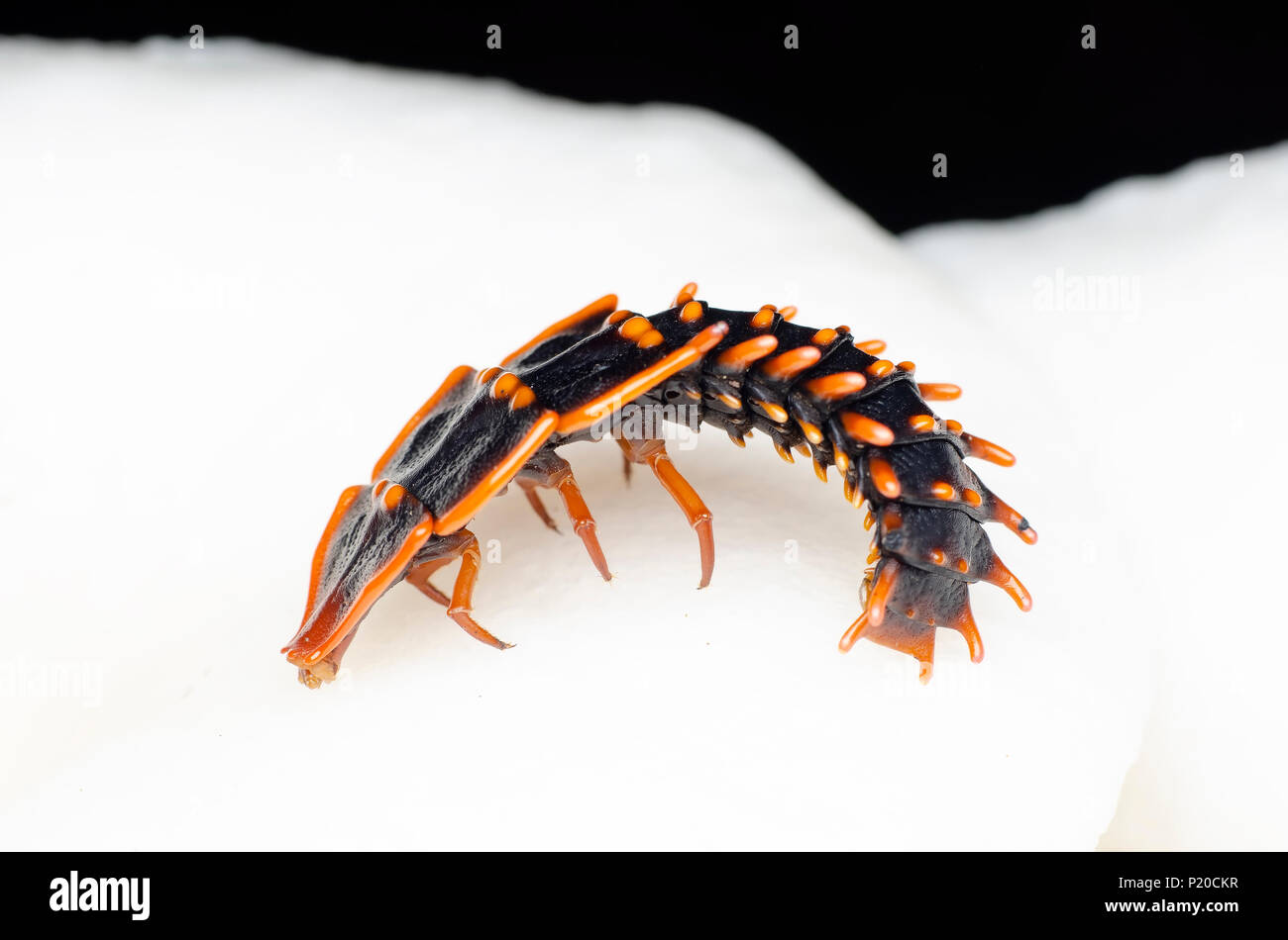 Trilobite beetle larva hi-res stock photography and images - Alamy