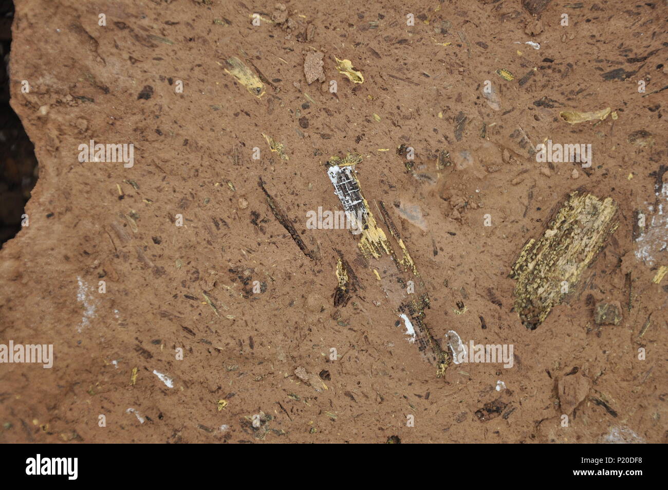 A closeup on a mud rock containing fossilized plant remains which were ...