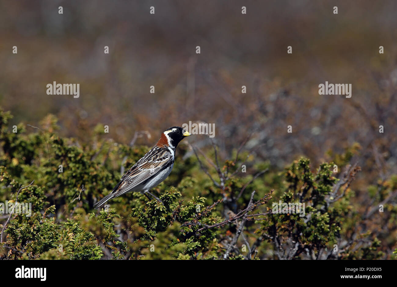 Lapland longspur (Calcarius lapponicus) sitting on tundra Stock Photo ...