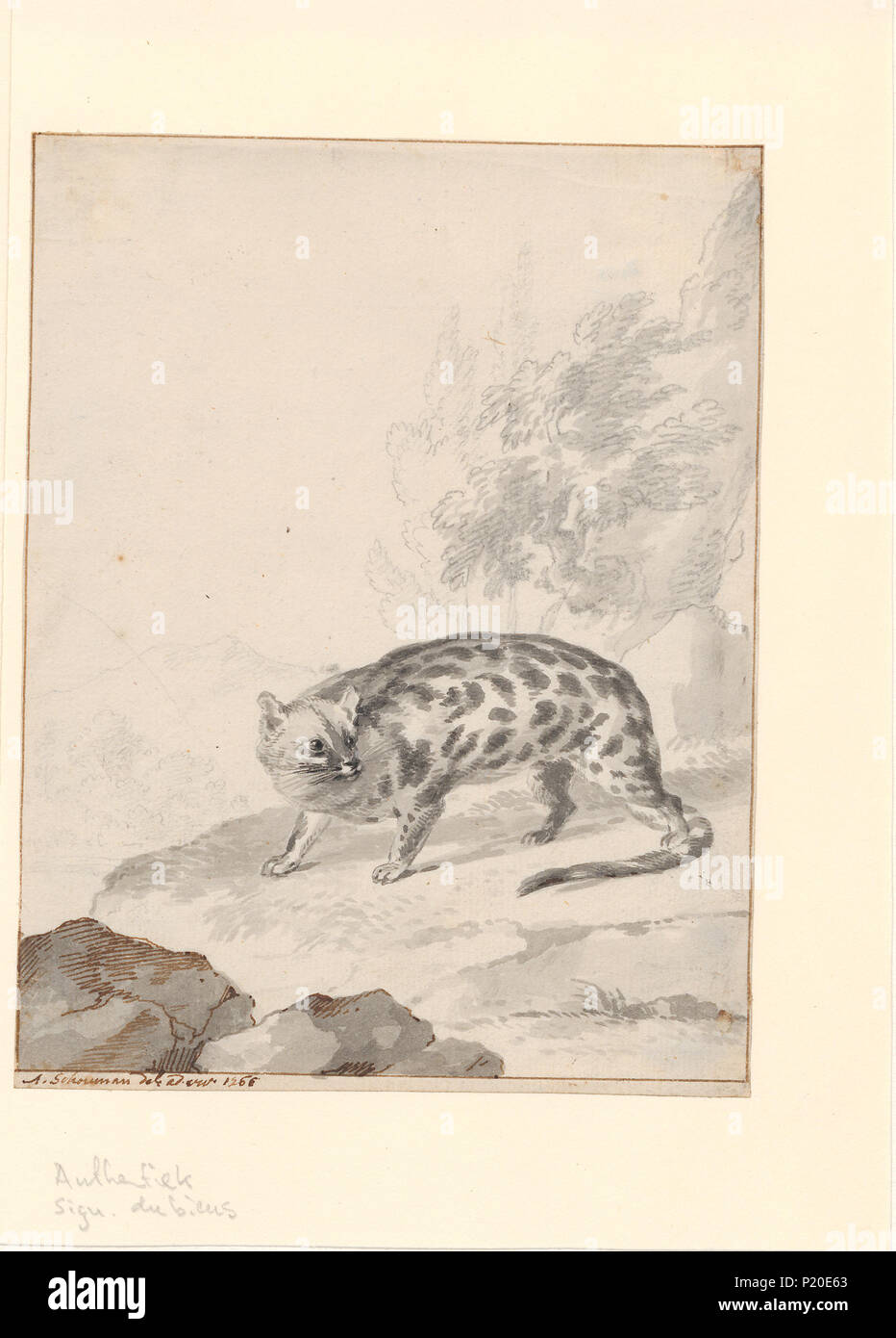 . Paradoxurus hermaphroditus . 1766 216 Paradoxurus hermaphroditus ...