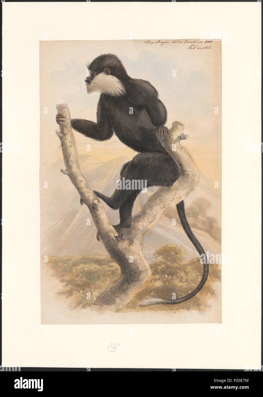 Semnopithecus cephalopterus hi-res stock photography and images - Alamy