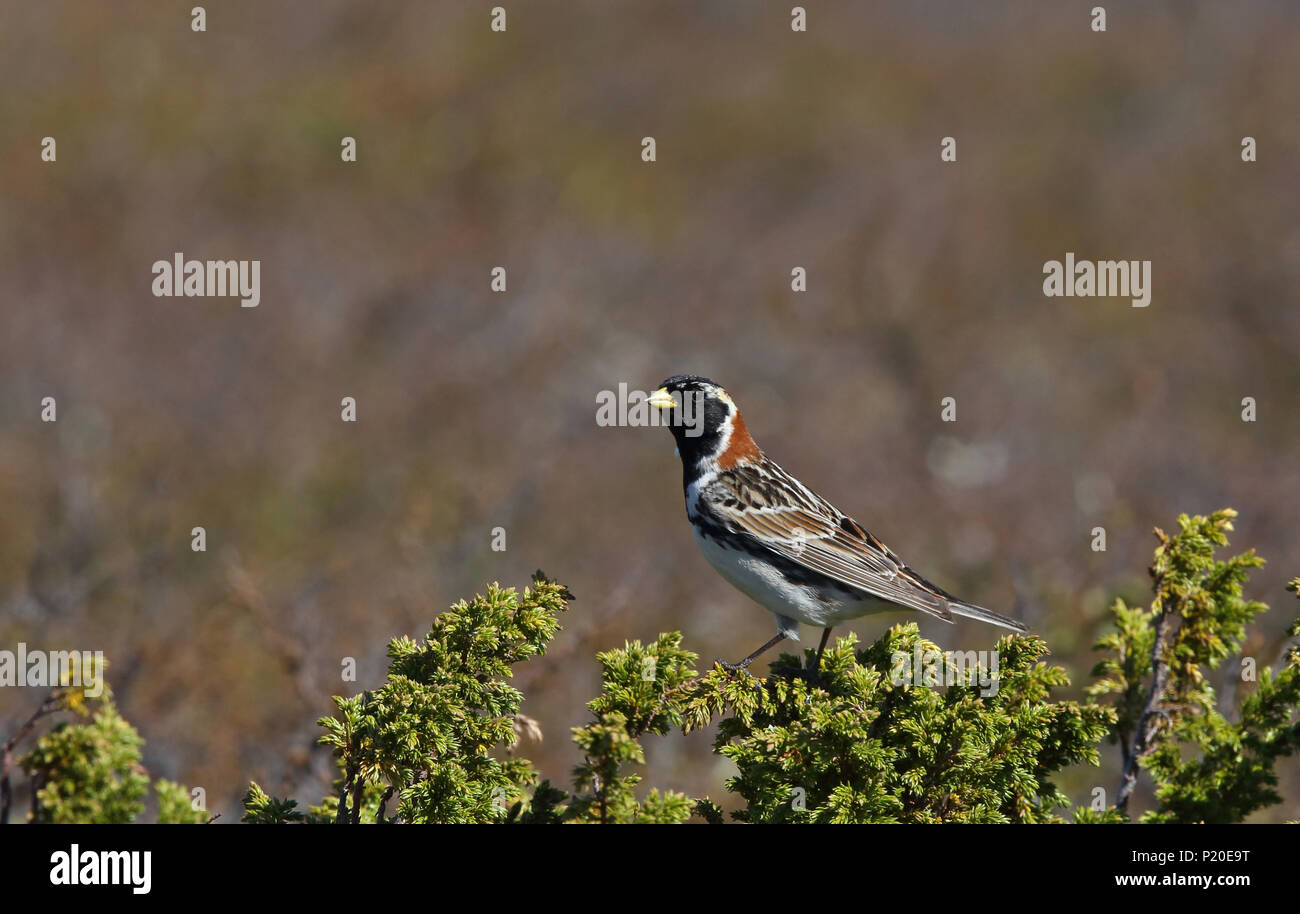 Lapland longspur (Calcarius lapponicus) sitting on tundra Stock Photo ...