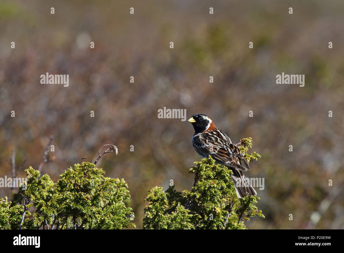 Lapland longspur (Calcarius lapponicus) sitting on tundra Stock Photo ...