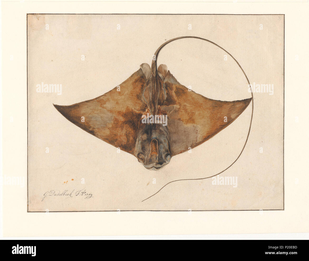 Myliobatis spec hi-res stock photography and images - Alamy