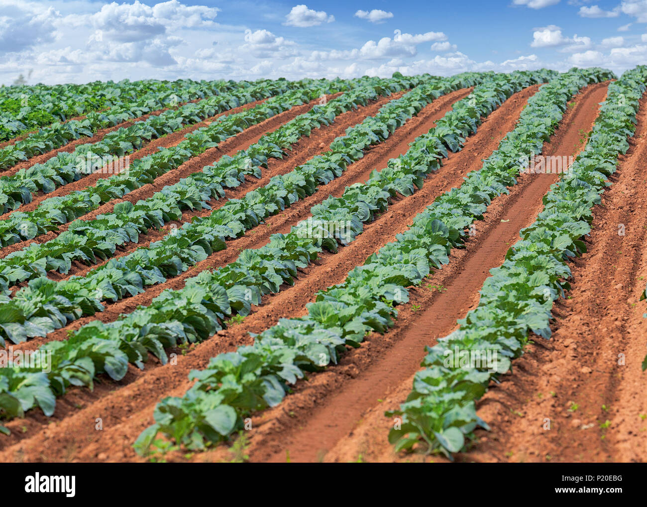Cabbage plants in rows in a farm field Stock Photo - Alamy