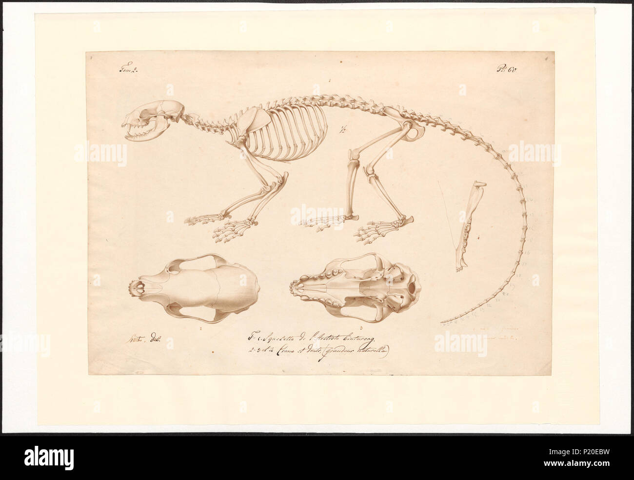 Binturong and animal anatomy hi-res stock photography and images - Alamy