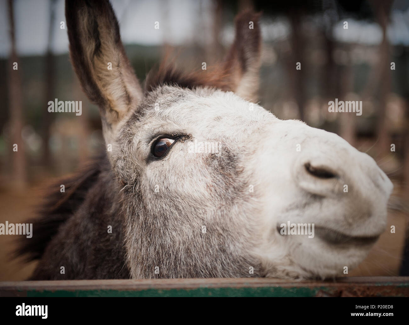 Donkey close up Stock Photo - Alamy