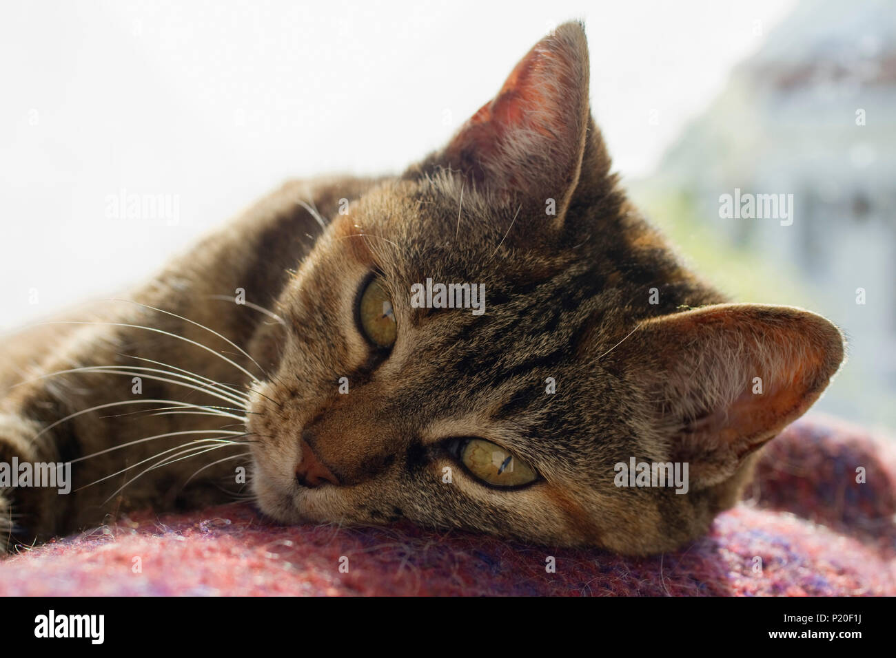 Cat having a snooze Stock Photo - Alamy
