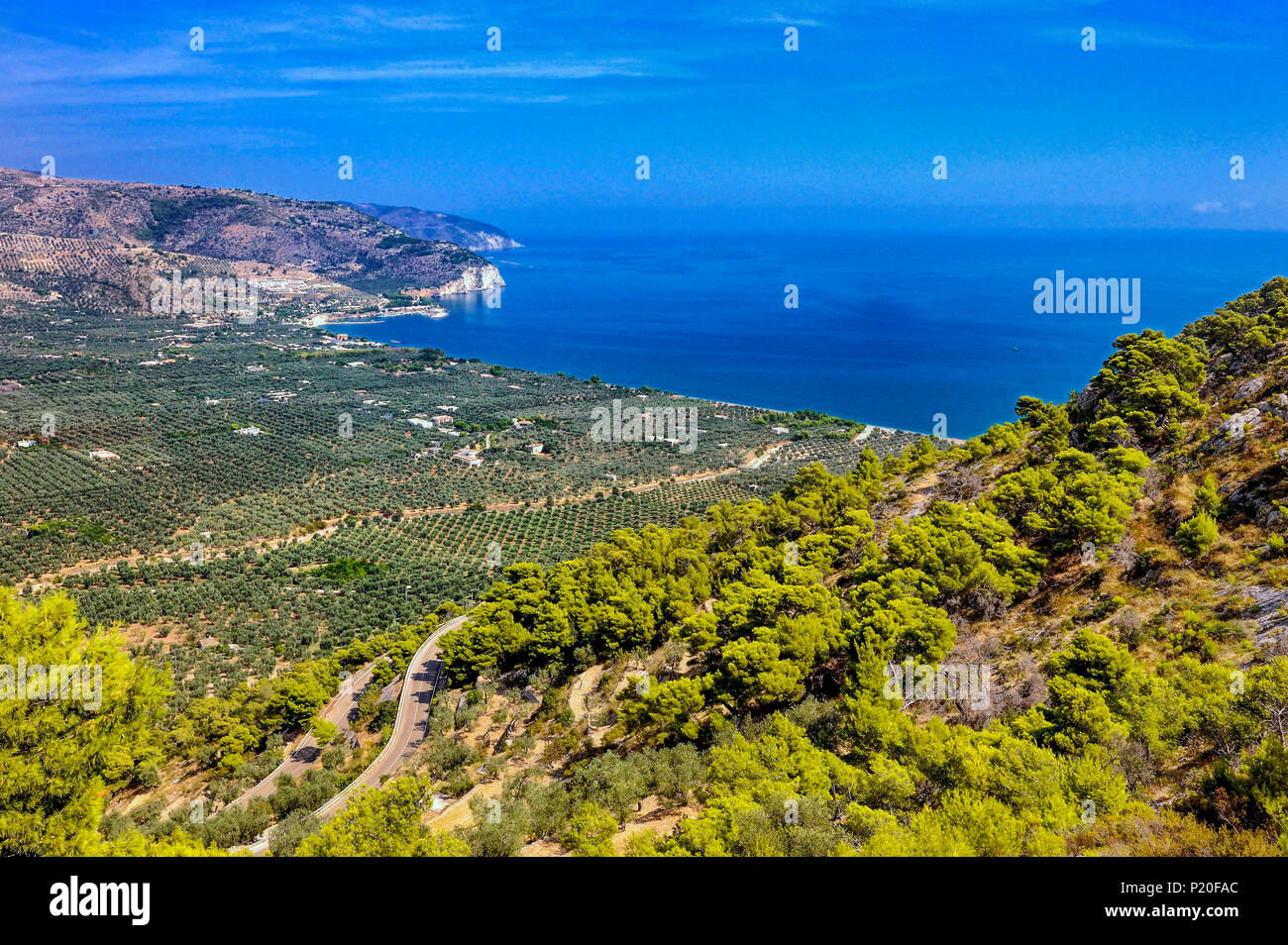 Italy, Apulia, Gargano Promontory, olive grove on the shores of the ...