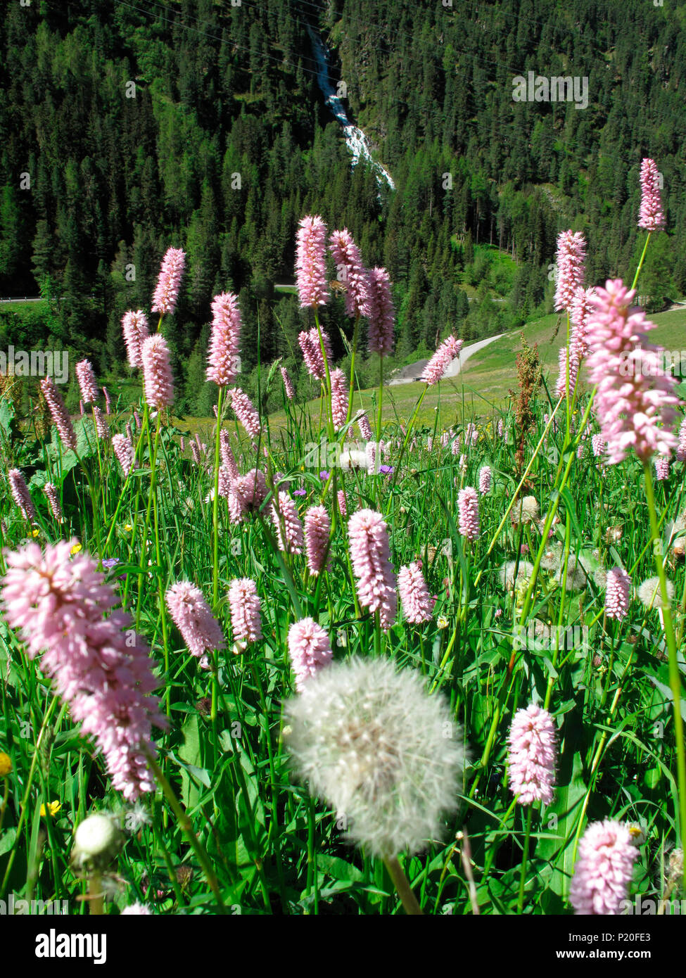 Austria,Tirol,wild mountain flowers,Bistorta officinalis Stock Photo ...