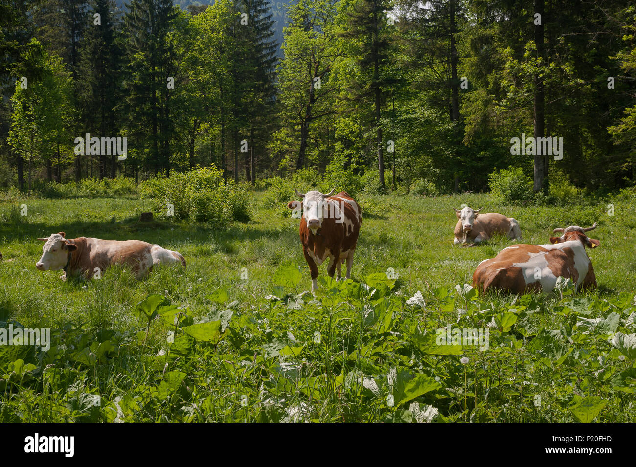 Germany cows hi-res stock photography and images - Alamy