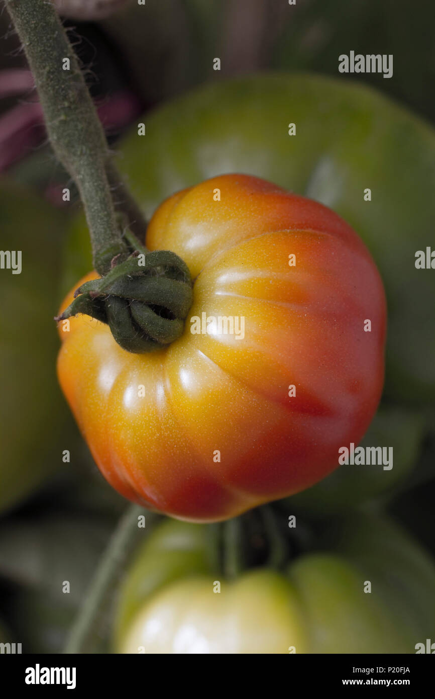 Tomato farming history hi-res stock photography and images - Alamy