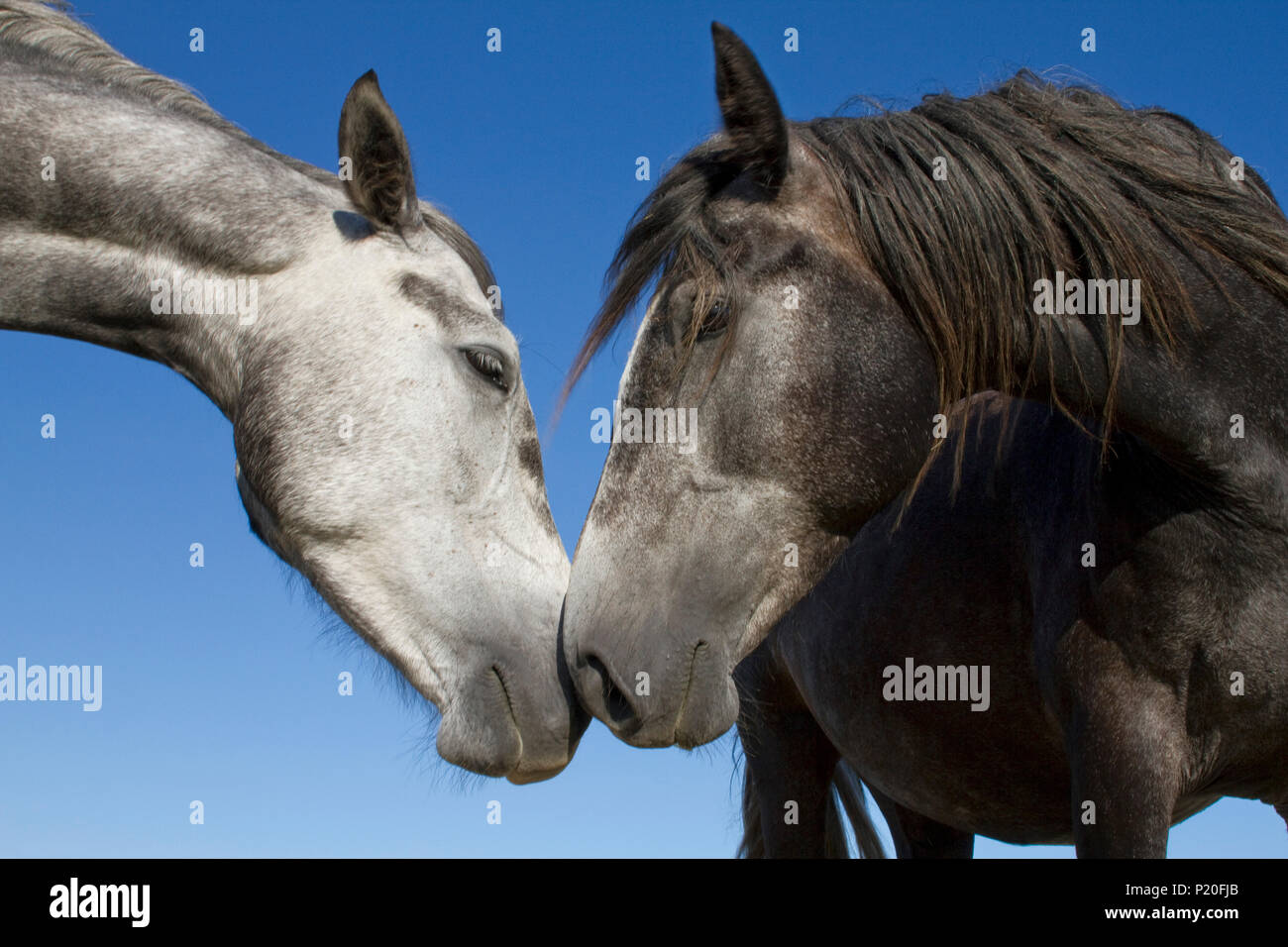 Two Horses High Resolution Stock Photography and Images - Alamy