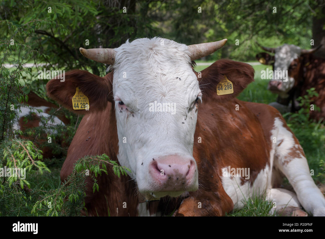 Rottach-Egern, Germany, cows on a pasture Stock Photo - Alamy