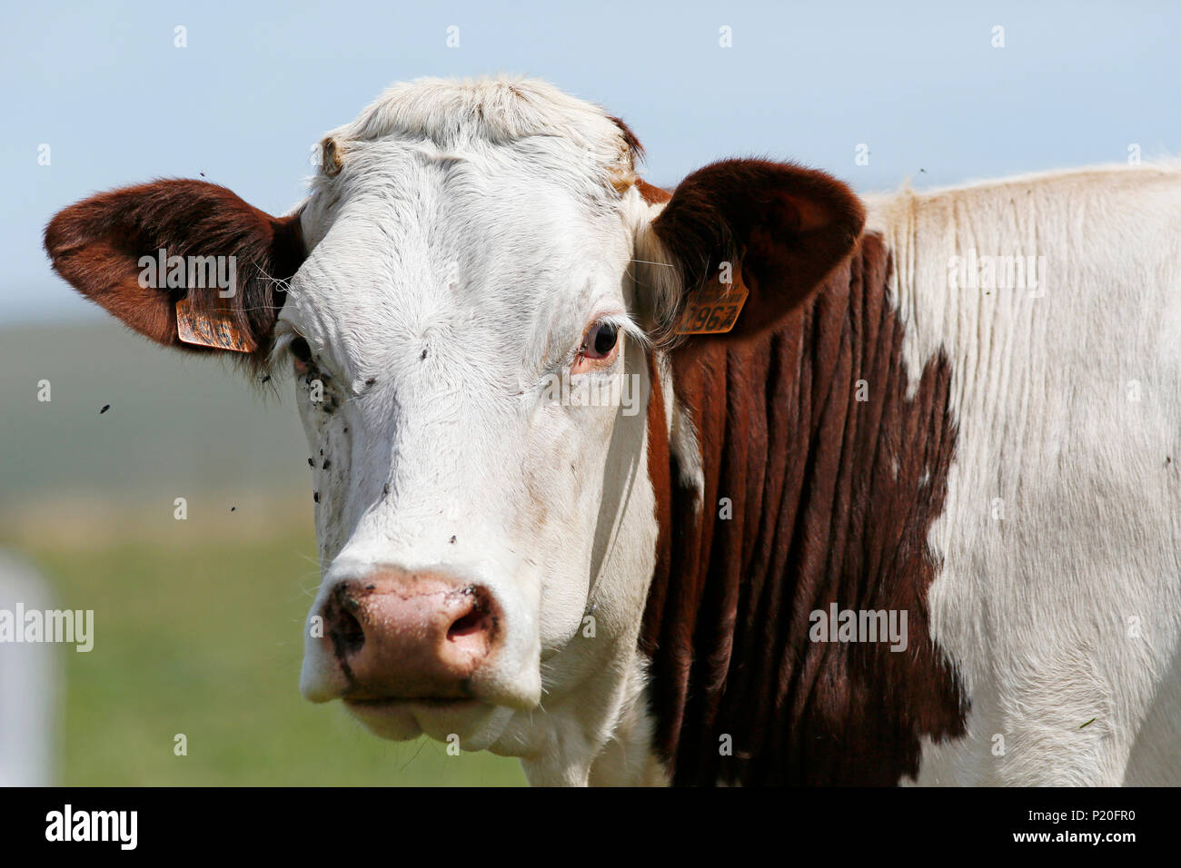 The Massif Central. Cantal. Plateau Trizac. Montbeliarde cows Stock ...