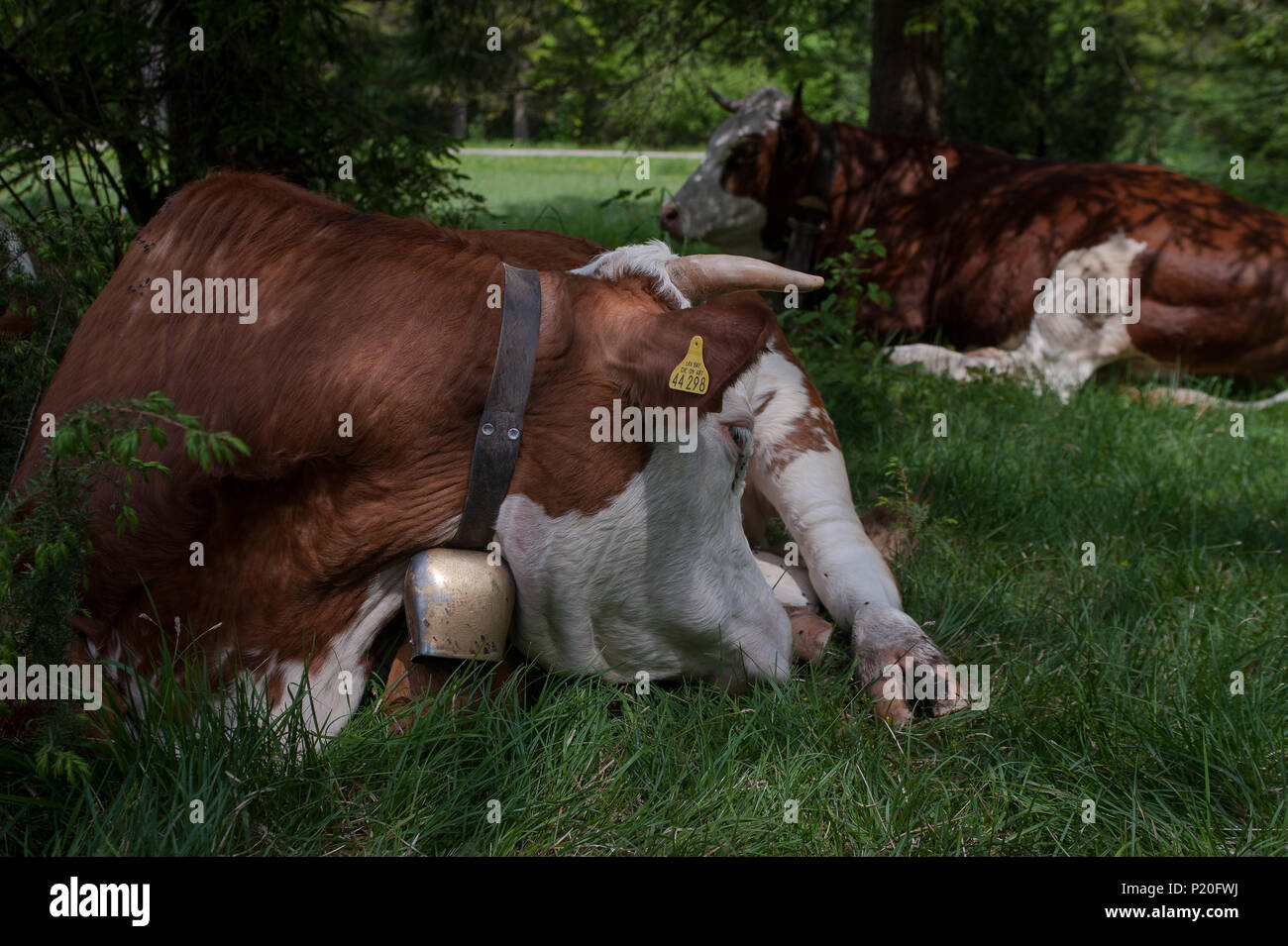 Rottach-Egern, Germany, cows on a pasture Stock Photo - Alamy