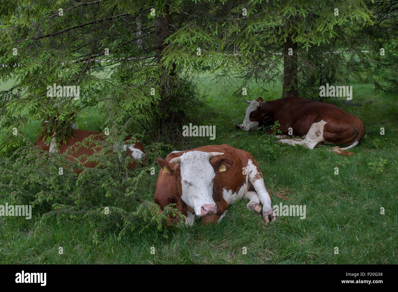 Germany cows hi-res stock photography and images - Alamy