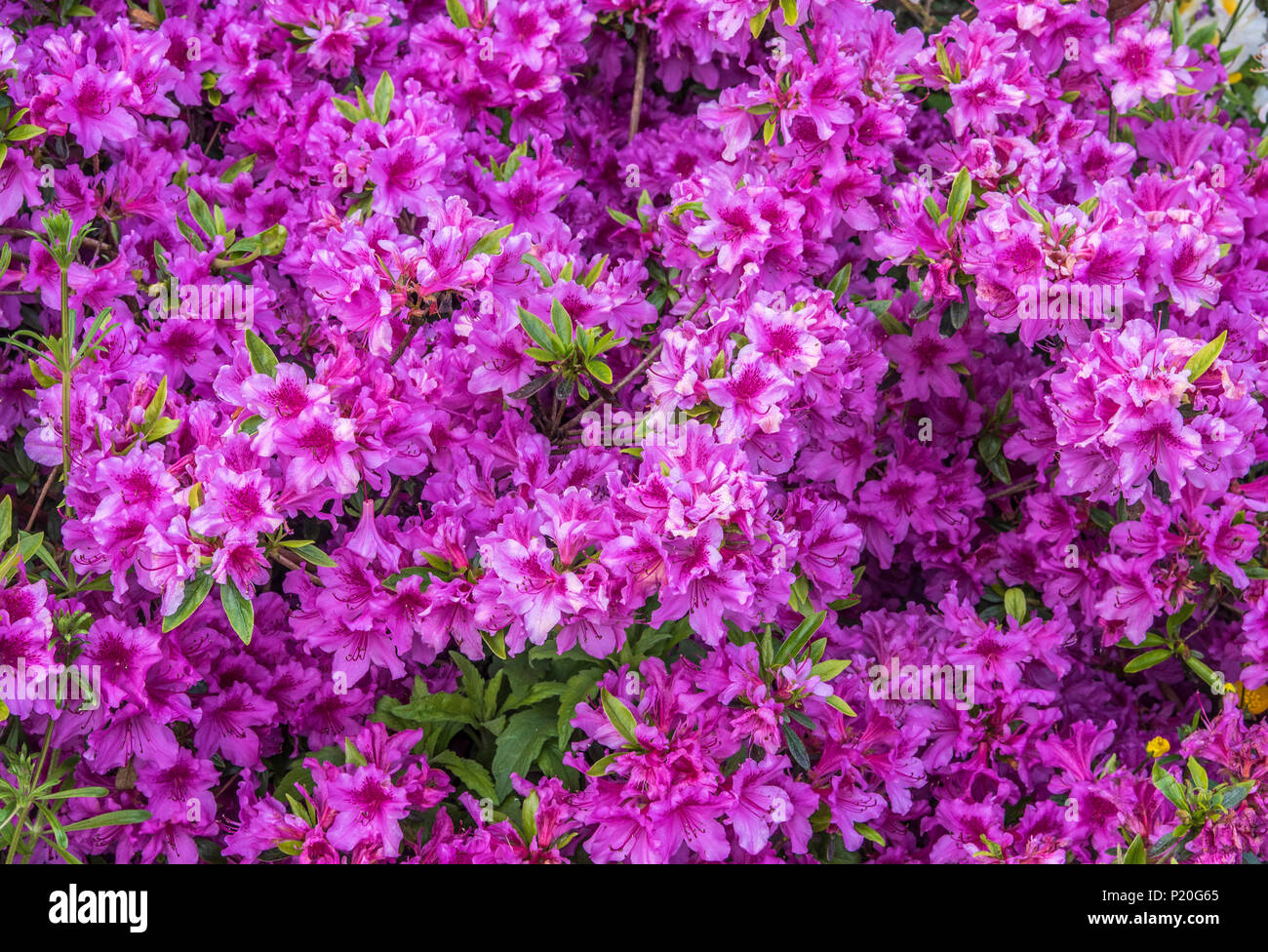 Purple azalea shrub hi-res stock photography and images - Alamy