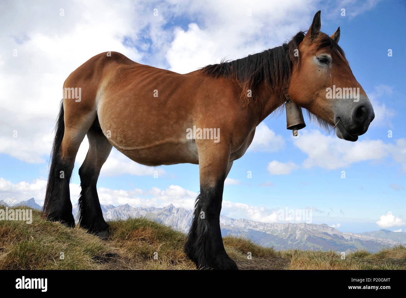 Atlantic pirineas, Bearn, a big workhorse with a bell around his neck ...