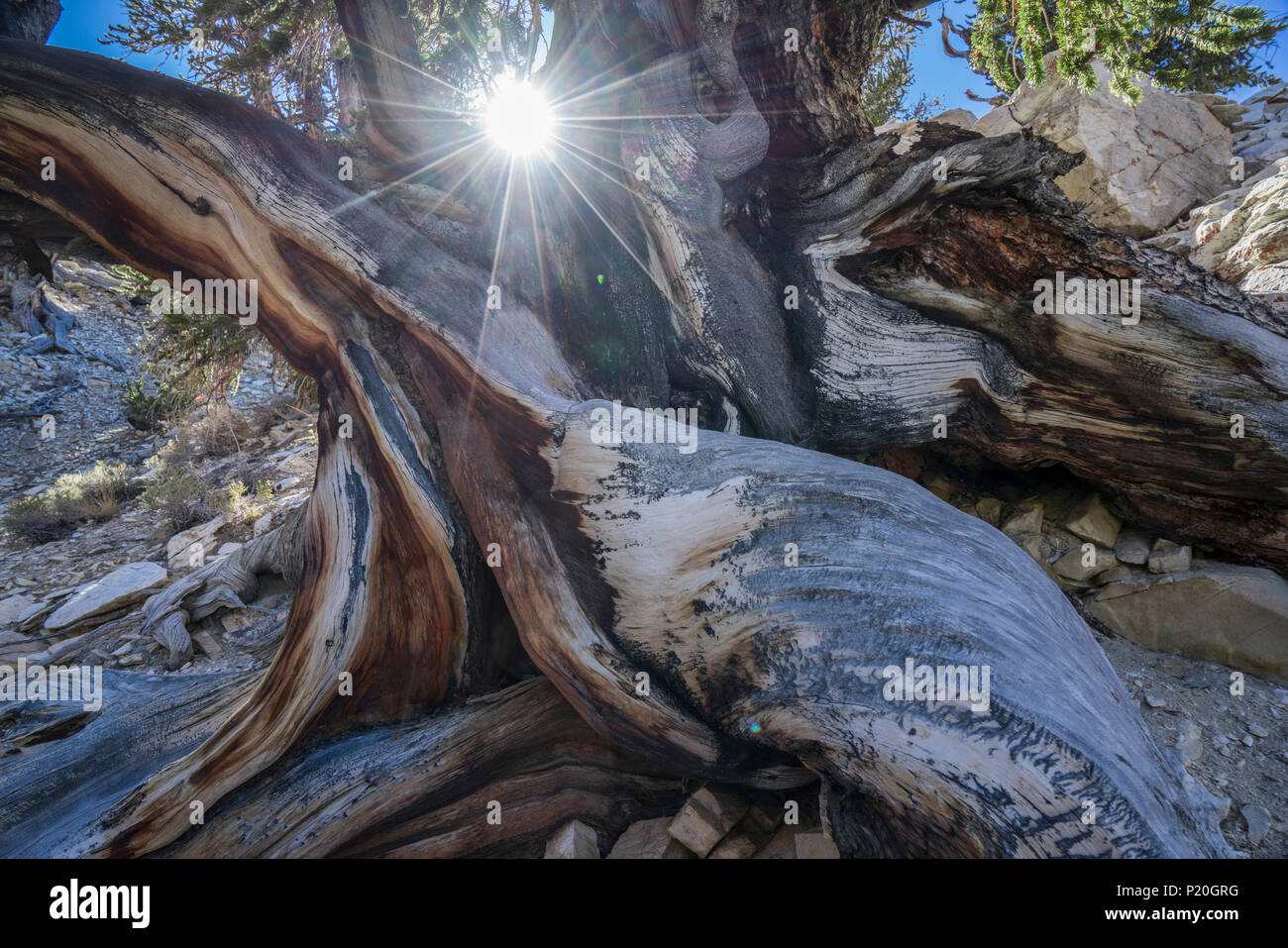 USA, California, Inyo National Forest,Ancient Bristlecone Pine Forest ...