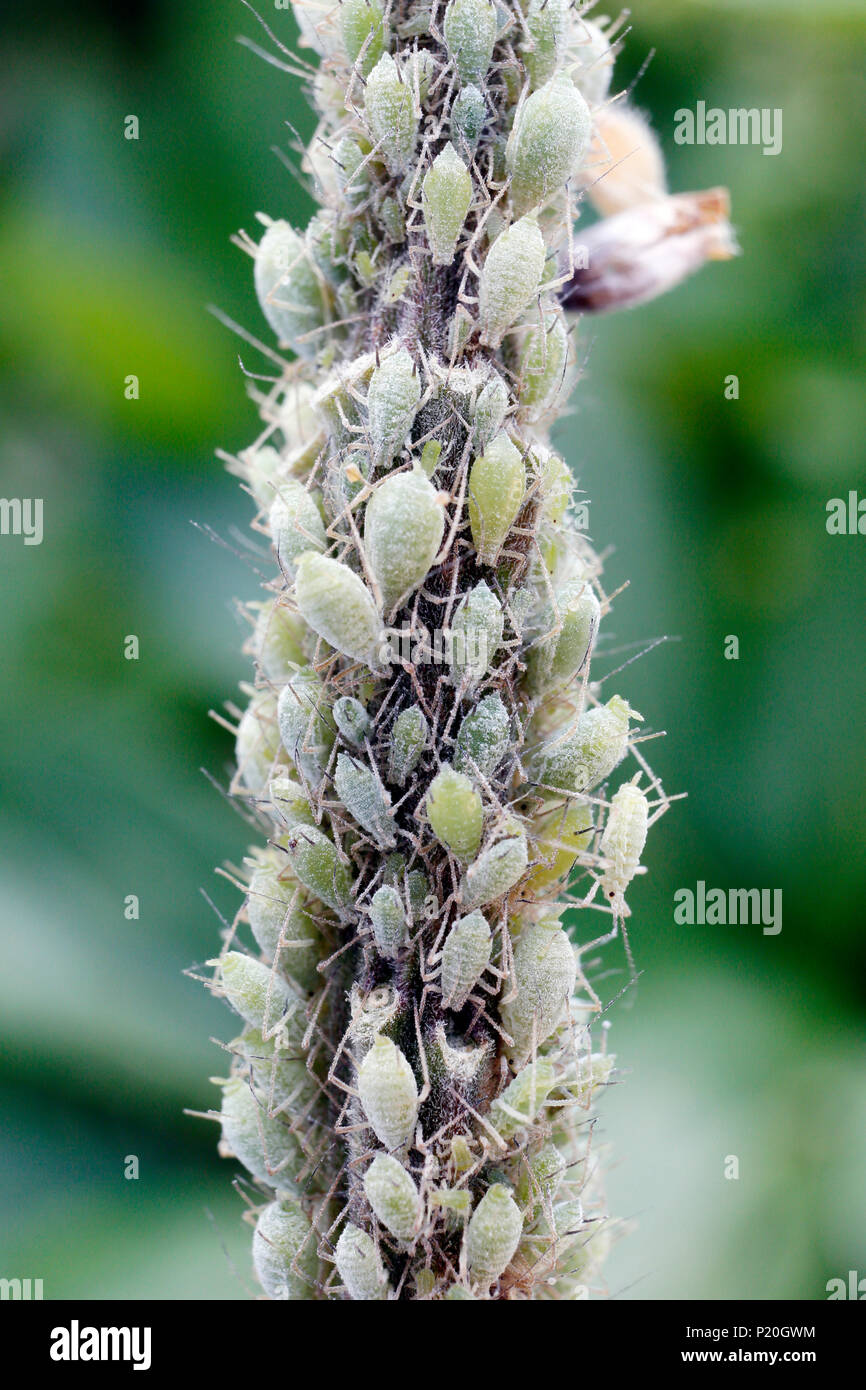Lupin aphid hi-res stock photography and images - Alamy