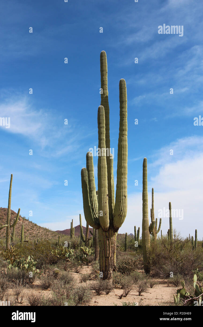 Harsh desert landscape hi-res stock photography and images - Alamy