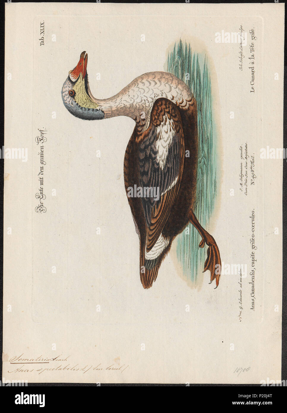 294 Somateria spectabilis - 1700-1880 - Print - Iconographia Zoologica ...