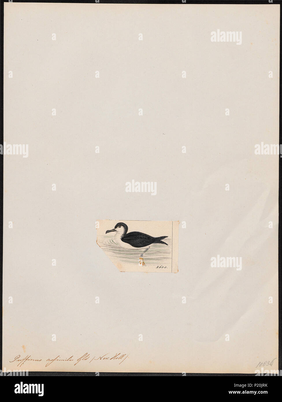 273 Puffinus assimilis - 1820-1860 - Print - Iconographia Zoologica ...