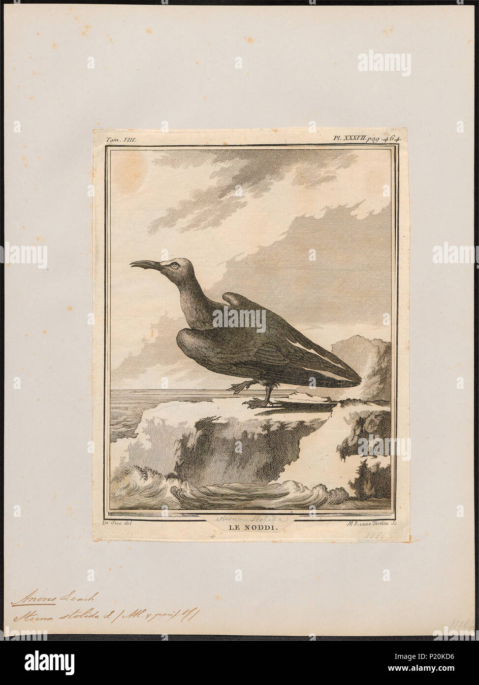 . Anous stolidus . between 1700 and 1880 18 Anous stolidus - 1700-1880 ...