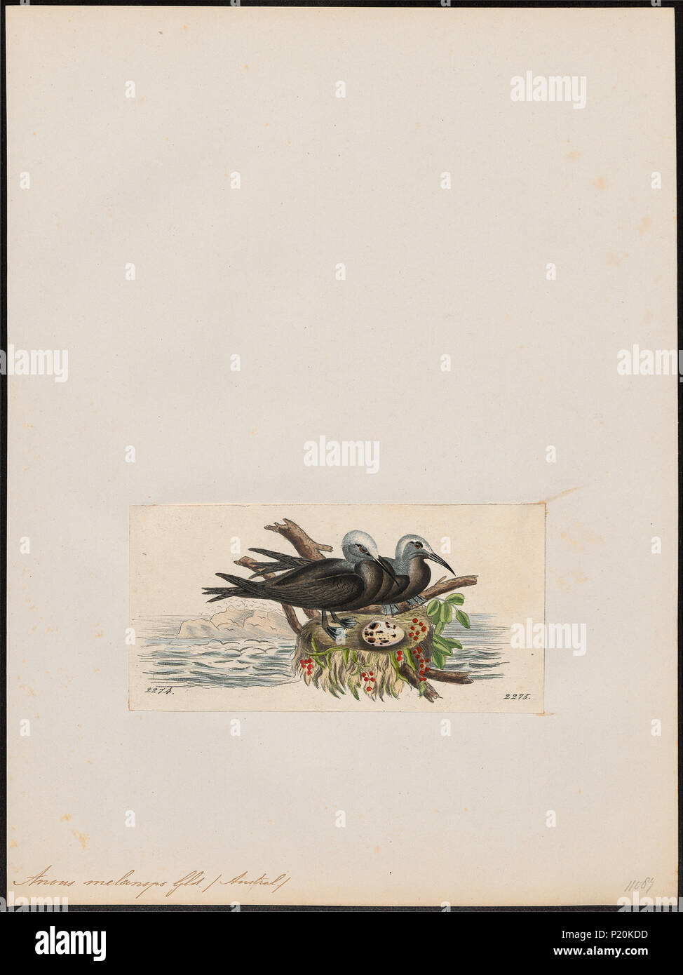 . Anous melanops . between 1820 and 1860 18 Anous melanops - 1820-1860 ...