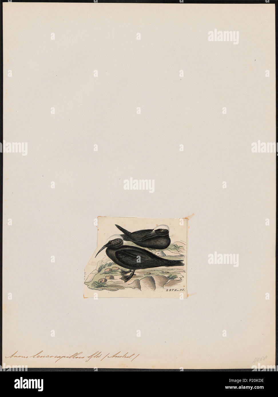 1860 18 hi-res stock photography and images - Alamy