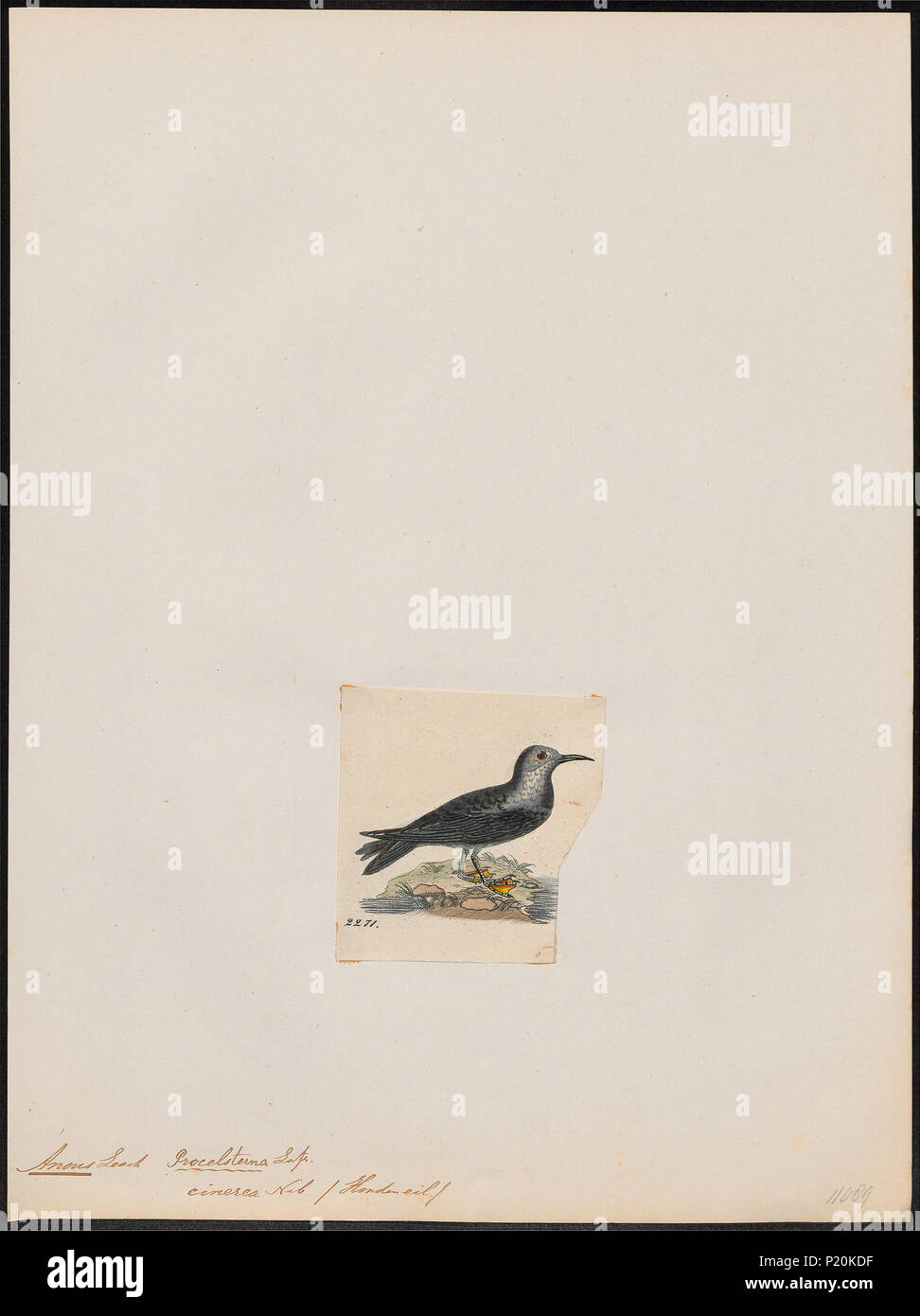 . Anous cinerea . between 1820 and 1860 18 Anous cinerea - 1820-1860 ...