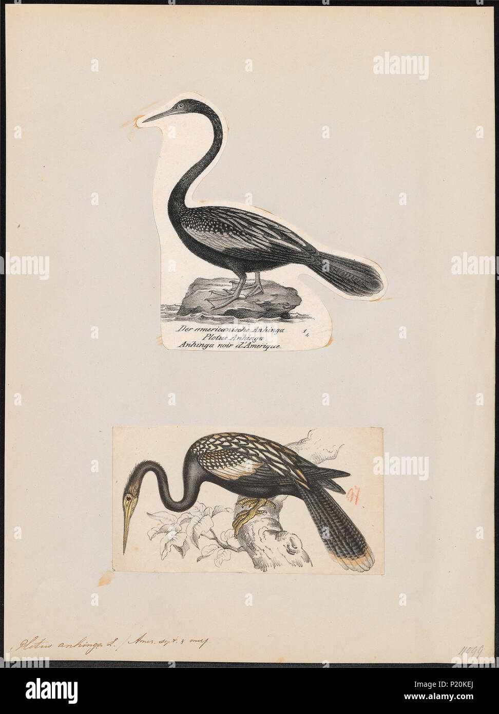 . Plotus anhinga . between 1700 and 1880 229 Plotus anhinga - 1700-1880 ...
