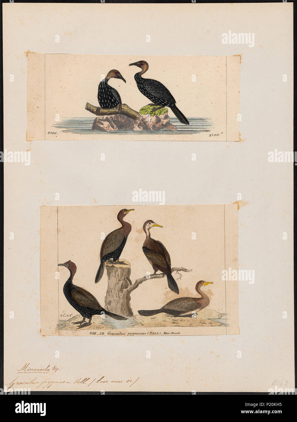 141 Graculus pygmaeus - 1700-1880 - Print - Iconographia Zoologica ...