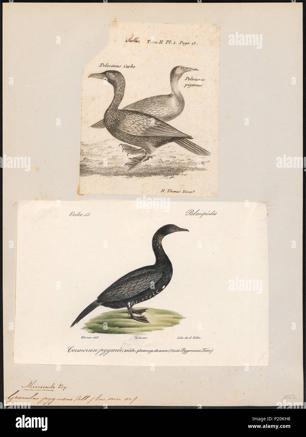 Graculus pygmaeus hi-res stock photography and images - Alamy