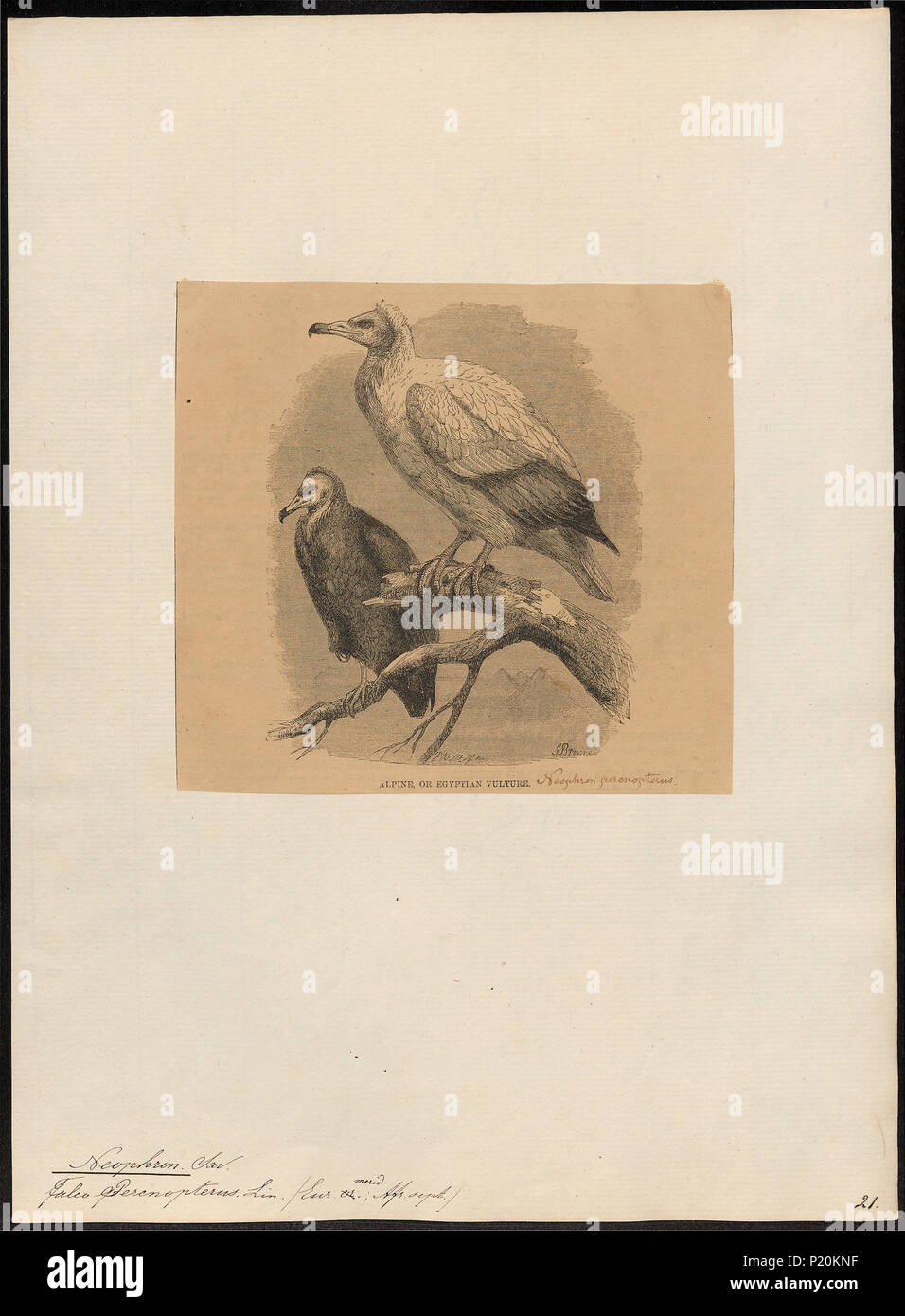 . Neophron percnopterus . between 1700 and 1880 200 Neophron ...