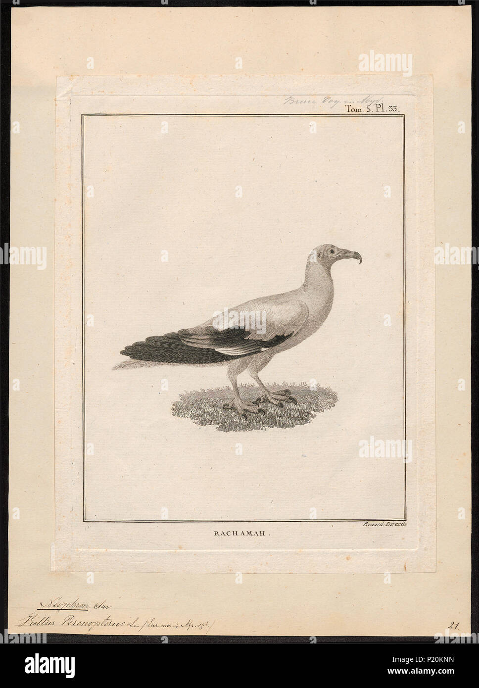 . Neophron percnopterus . between 1790 and 1832 201 Neophron ...