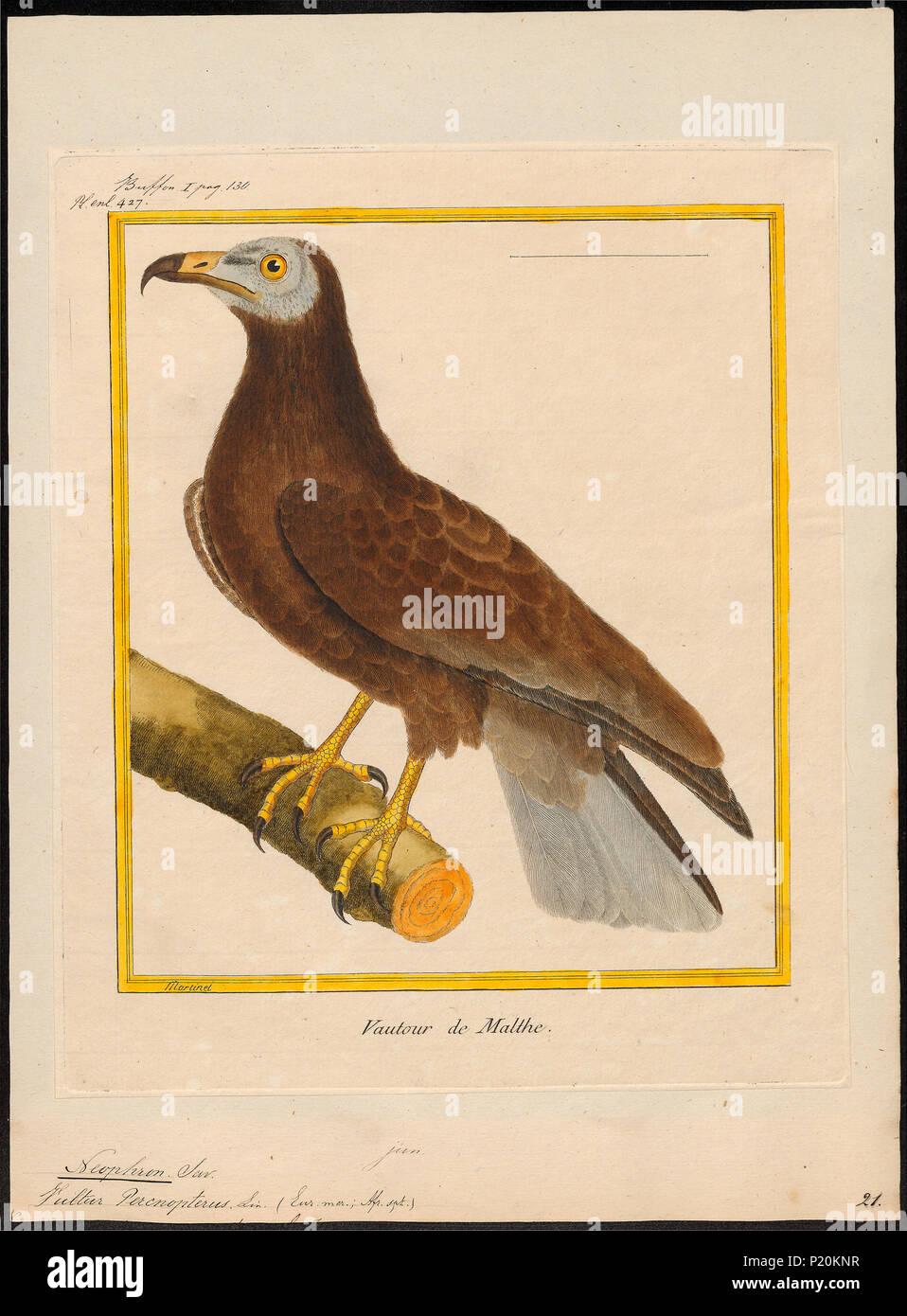 . Neophron percnopterus . between 1700 and 1880 201 Neophron ...