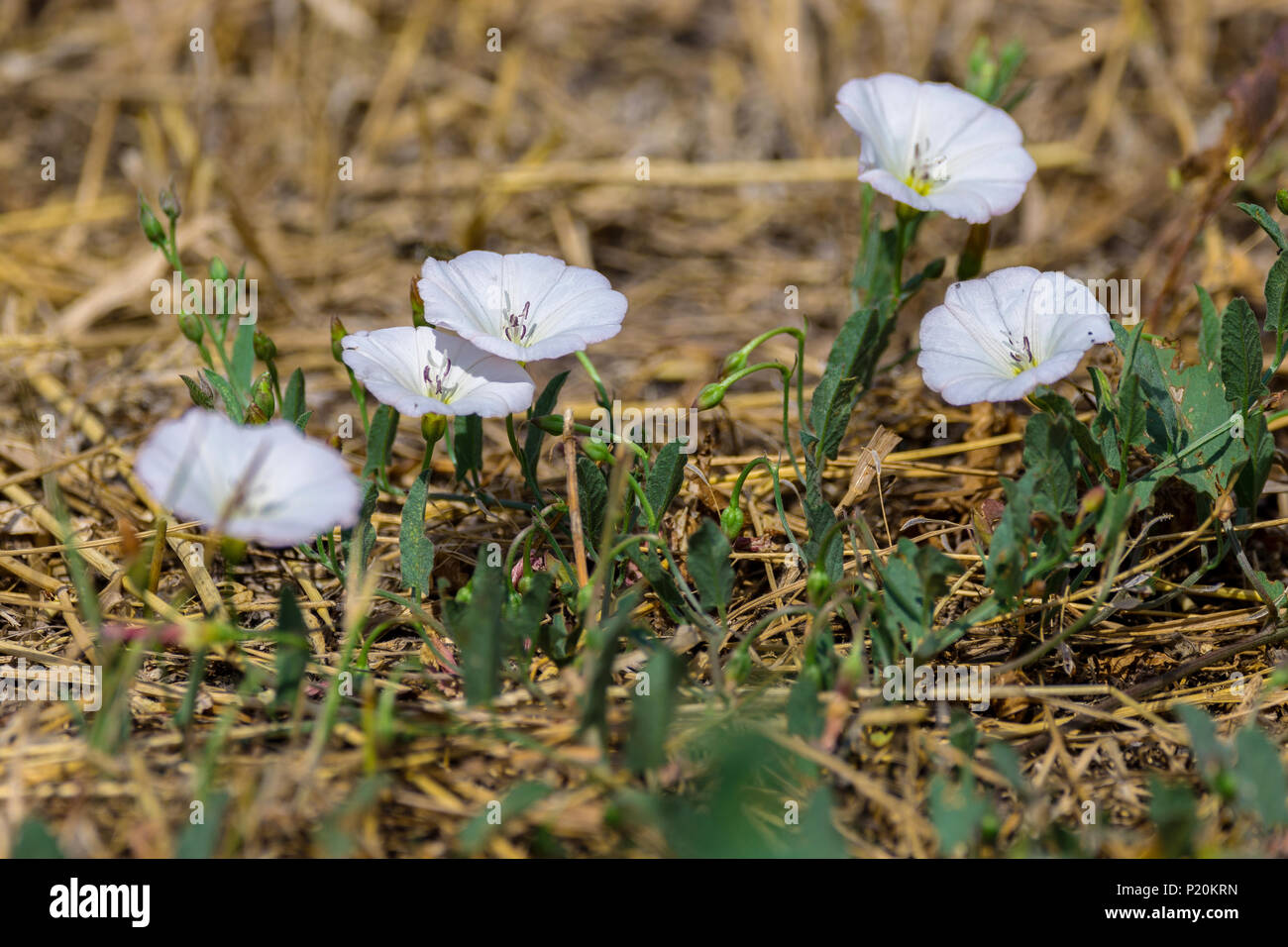 image plant of wild nature bindweed field flowers on meadow Stock Photo ...