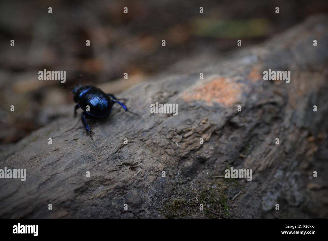 Dung beetle crawling over a fallen log in Brittany, France Stock Photo ...